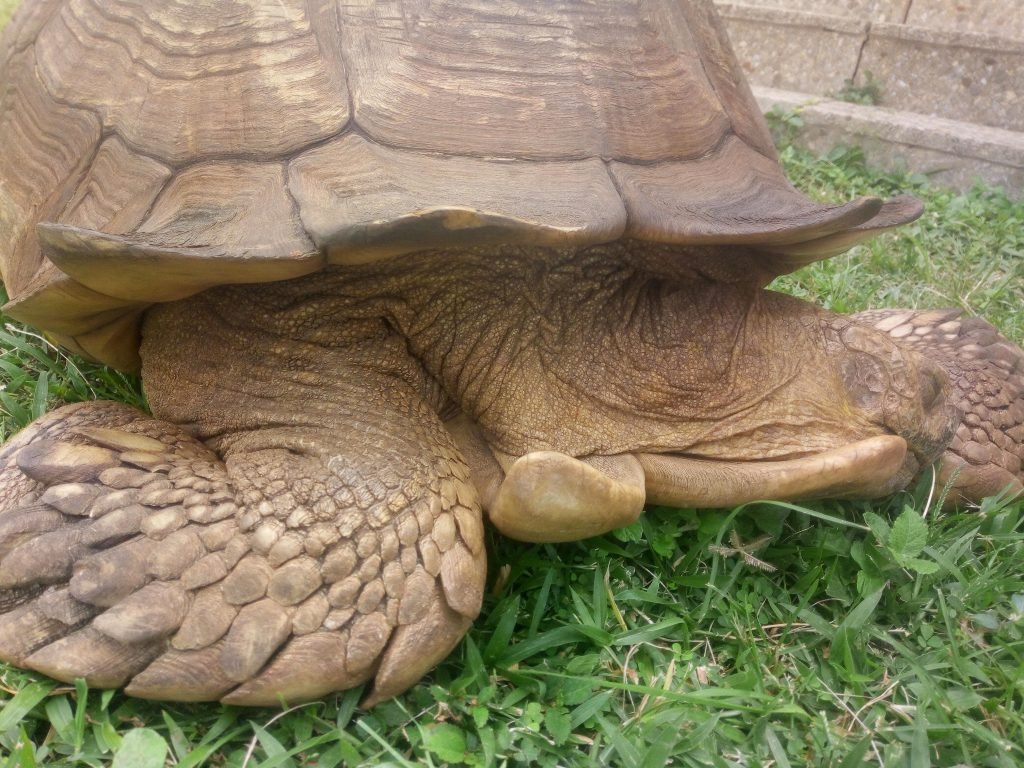 Alagba, Africa's Oldest Tortoise Dies at 344 in Ogbomoso | National ...