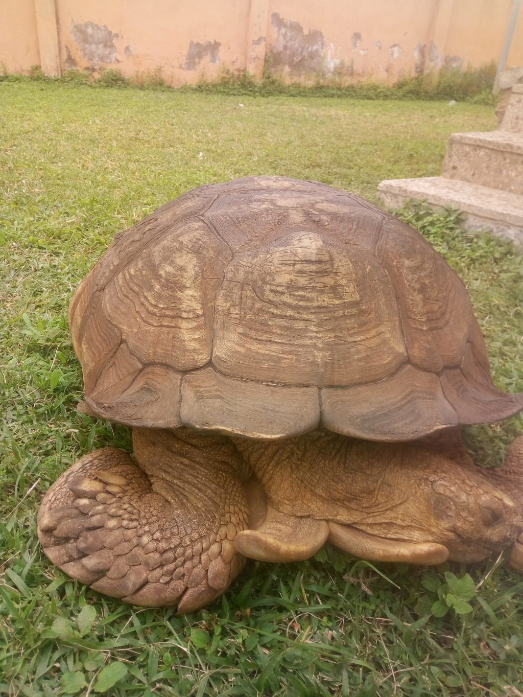 Alagba, Africa’s Oldest Tortoise Dies at 344 in Ogbomoso - National ...
